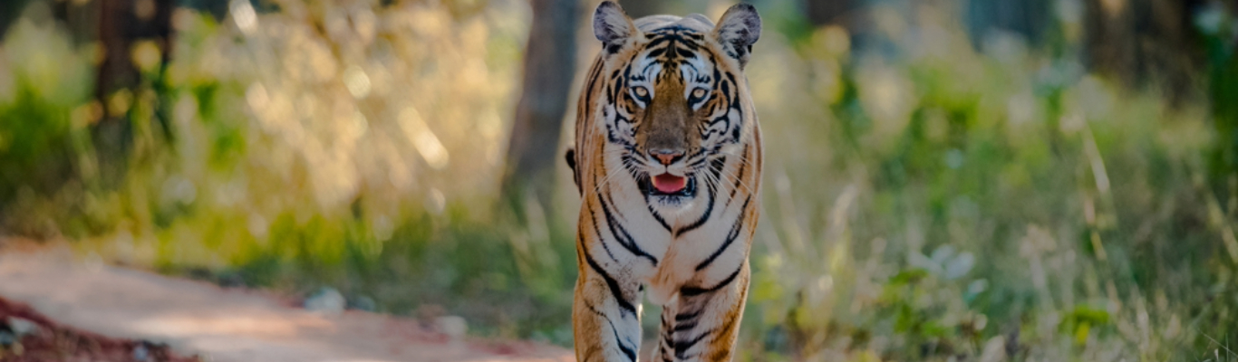 Best Hotels in Kanha | Lemon Tree Hotels